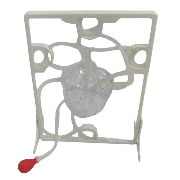 ⚡️Buy Maxbell Heart Circulation Model Simulation Science Experiment for ...