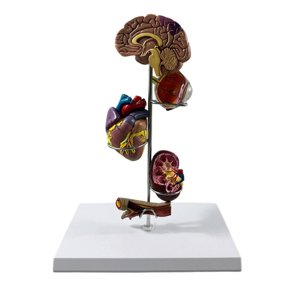 ⚡️Buy Maxbell Human Organs Toy Realistic 3D Organs Model for Age 4 ...
