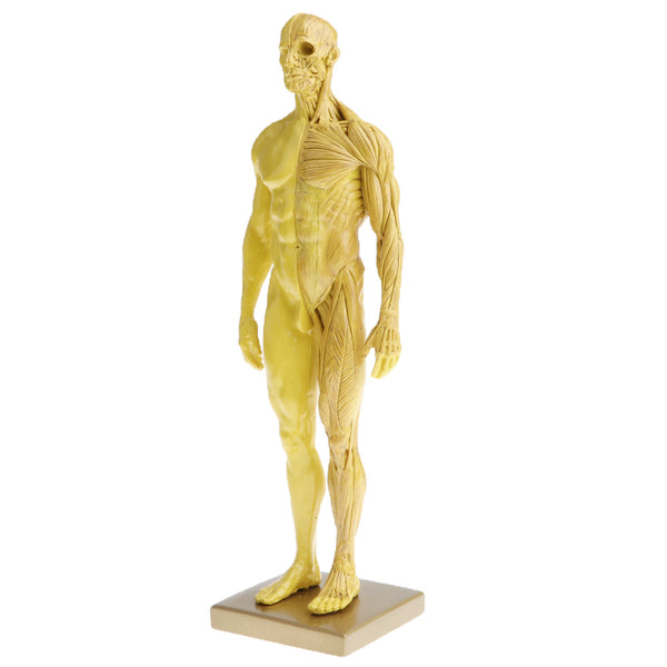 ⚡️Buy Maxbell 11 Inch Male Anatomy Figure Model Anatomical Reference ...