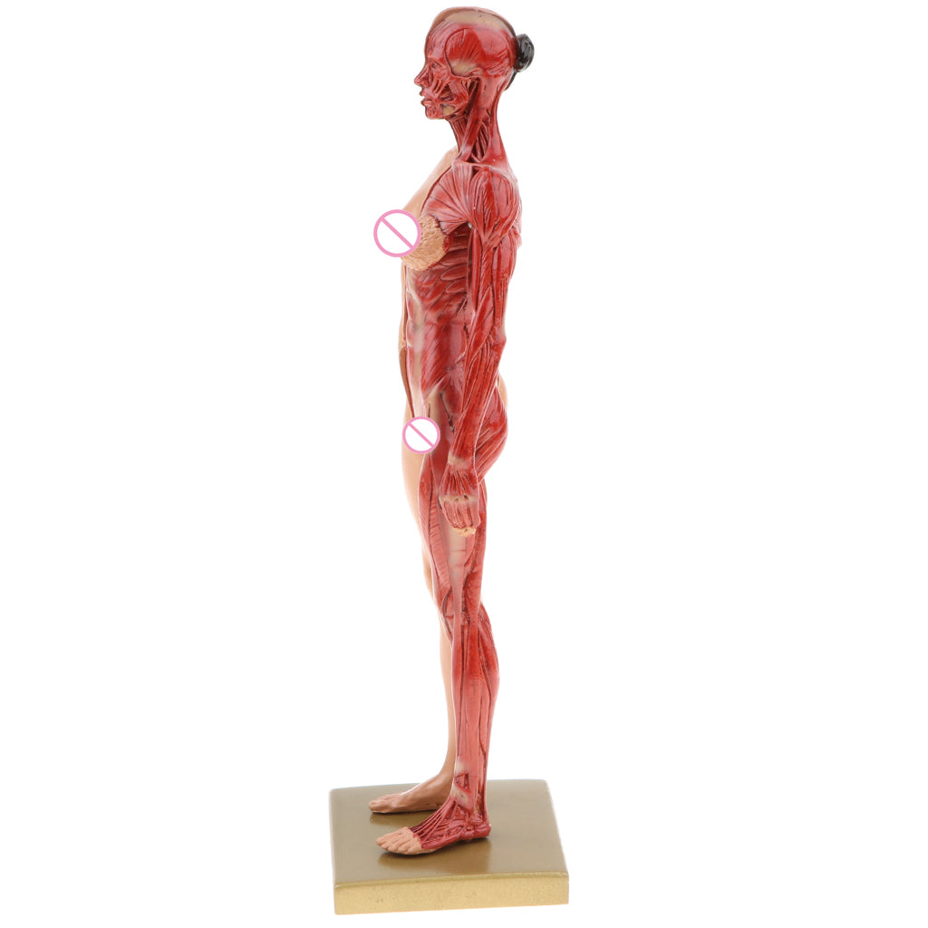 ⚡️Buy Maxbell 11 inch Anatomical Female Muscular and Skin Figure Model ...