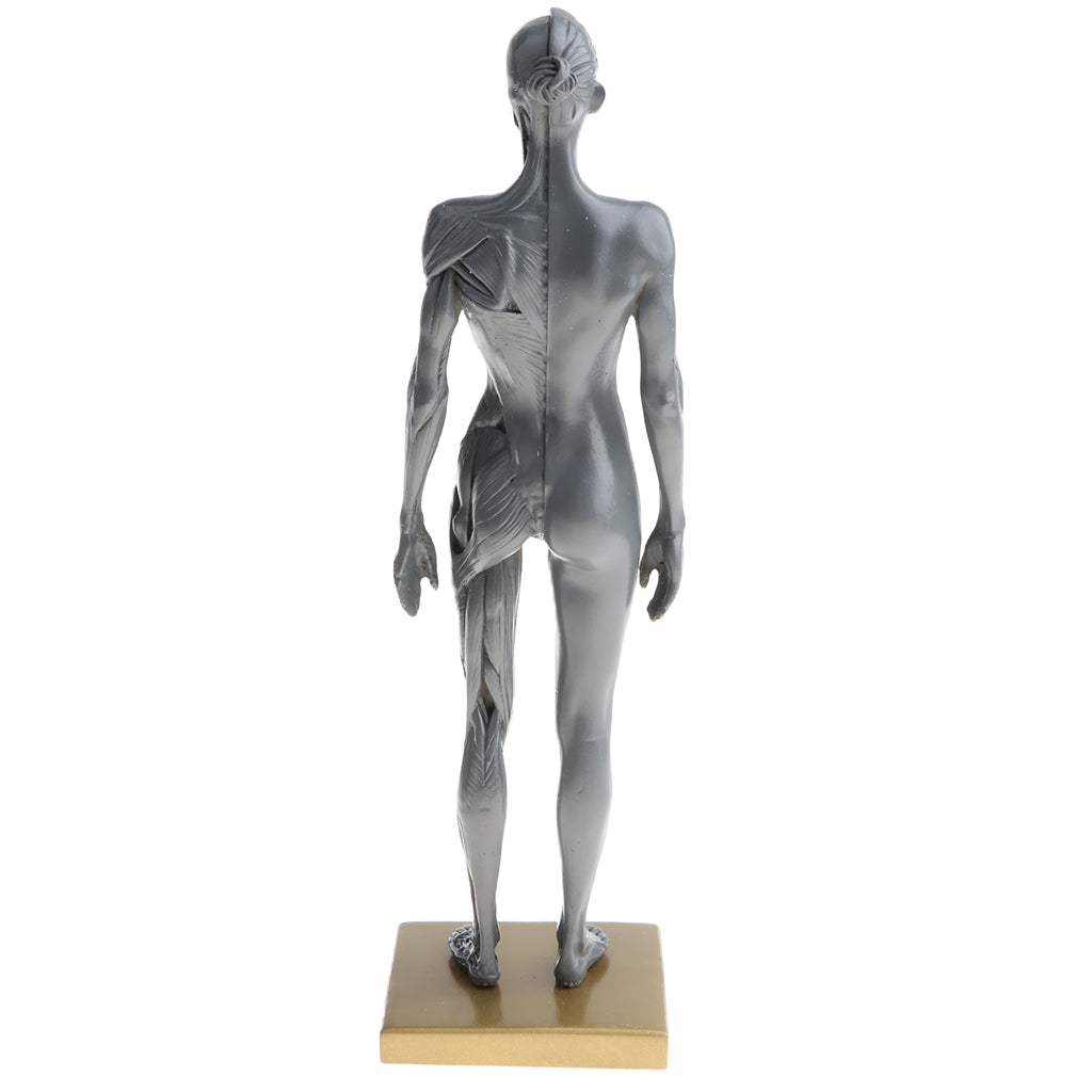 Maxbell Female Anatomy Figure Superficial Muscle Anatomy Model Lab Orn ...