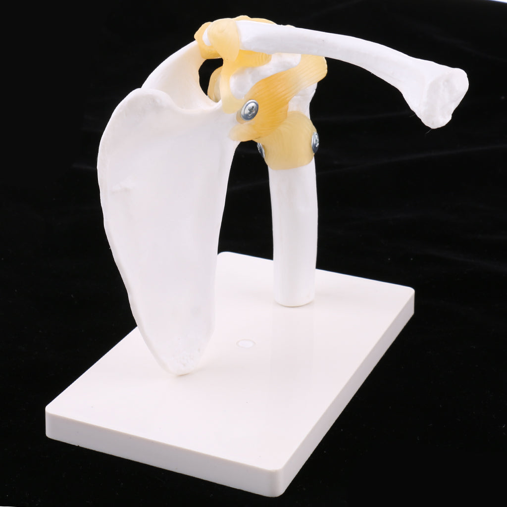 ⚡️Buy Maxbell 1:1 Lifesize Human Shoulder Joint Flexible Model with ...